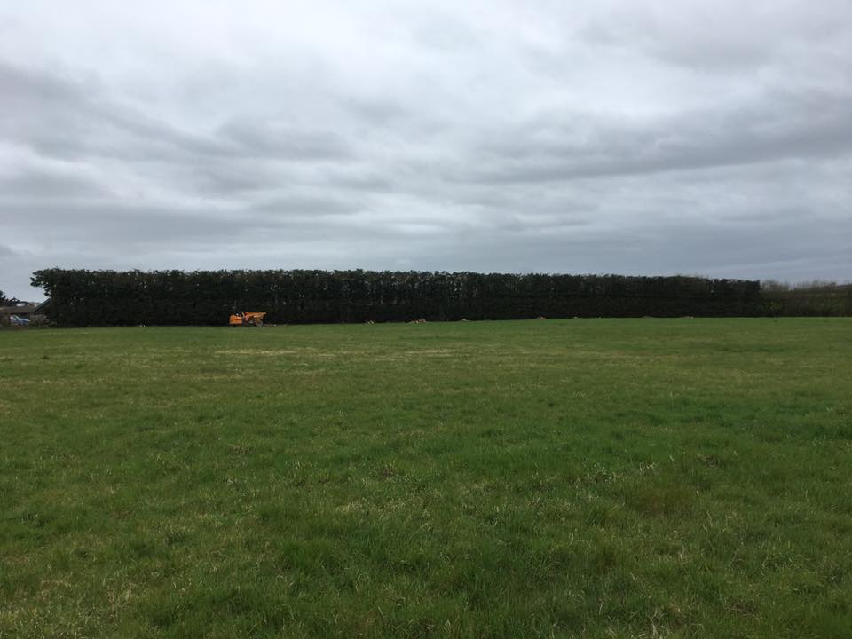 Nigel Earley Services | Tree Specialists | Isle of Wight