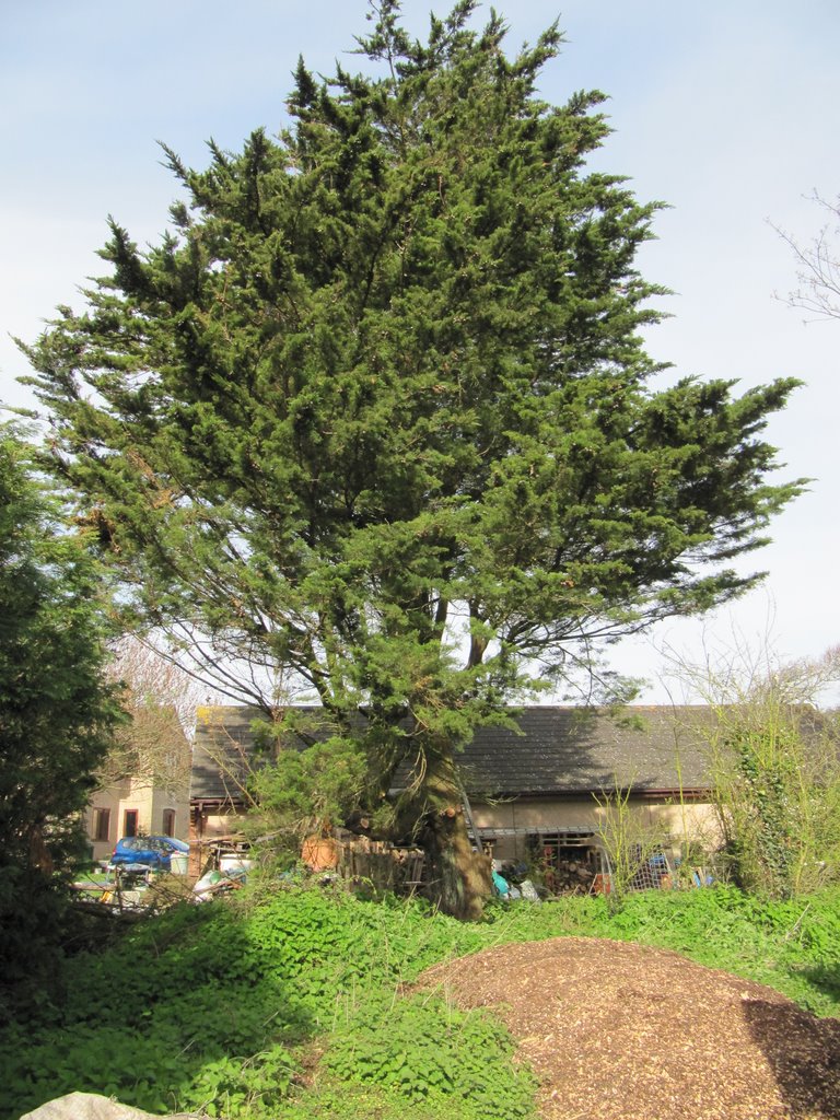 Nigel Earley Services | Tree Specialists | Isle of Wight