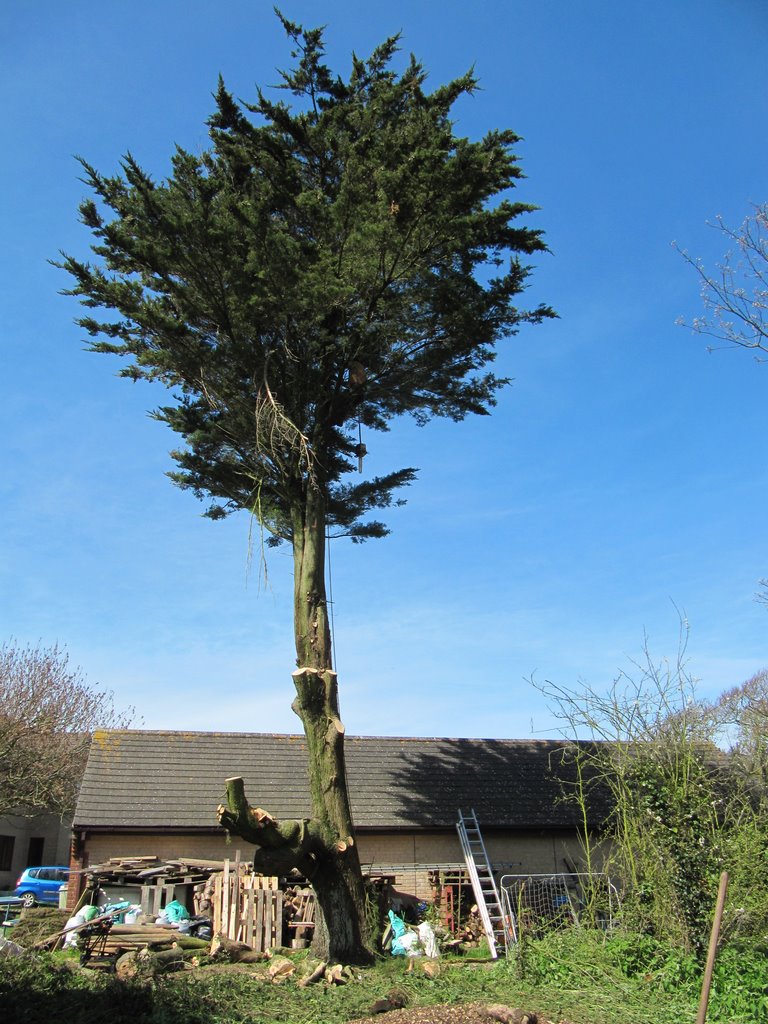 Nigel Earley Services | Tree Specialists | Isle of Wight