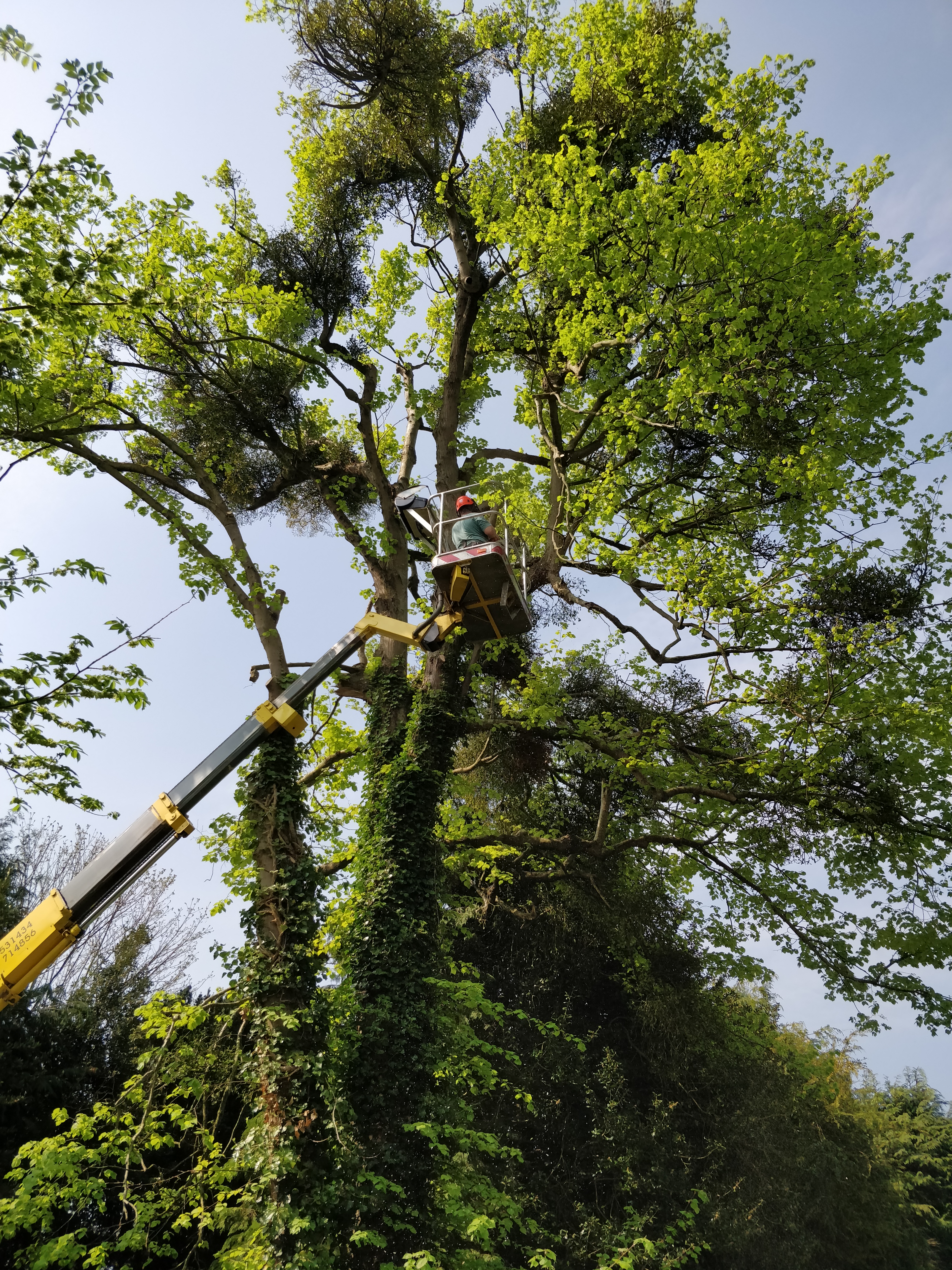 Nigel Earley Services | Tree Specialists | Isle of Wight