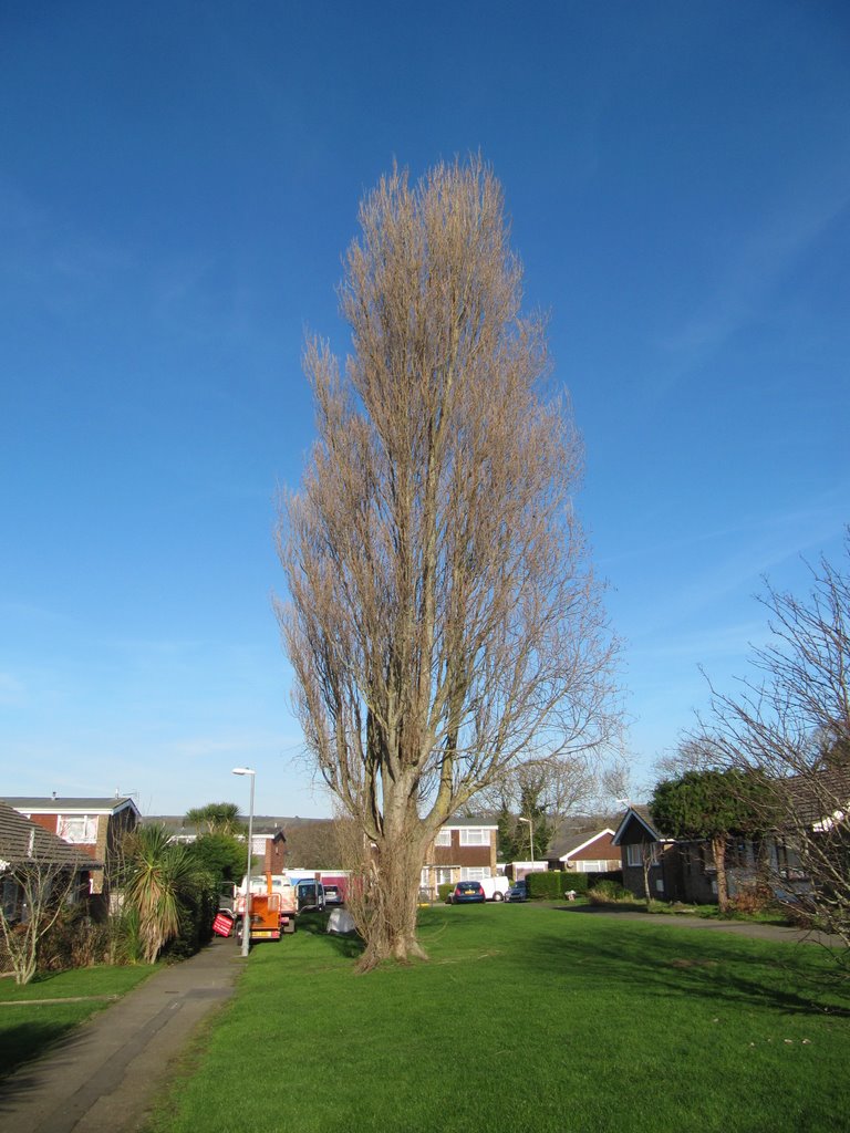 Nigel Earley Services | Tree Specialists | Isle of Wight
