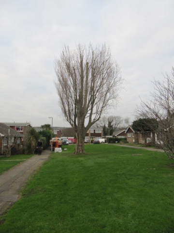 Nigel Earley Services | Tree Specialists | Isle of Wight